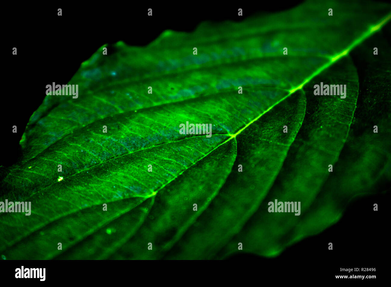 This is a close up of a leaf with its ridges very clear in the photo ...