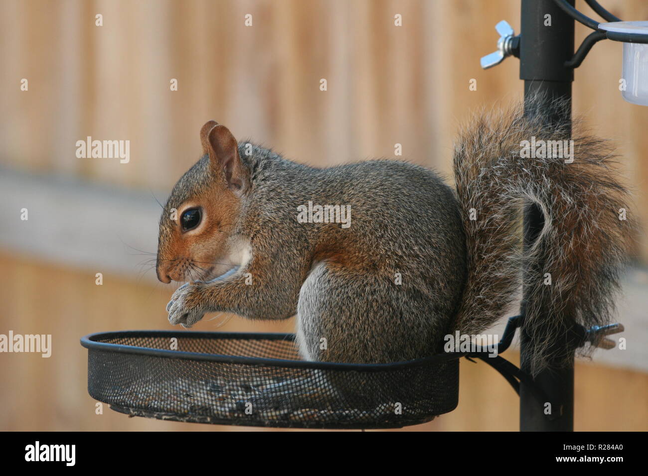 Squirrel stealing bird food hi-res stock photography and images - Alamy