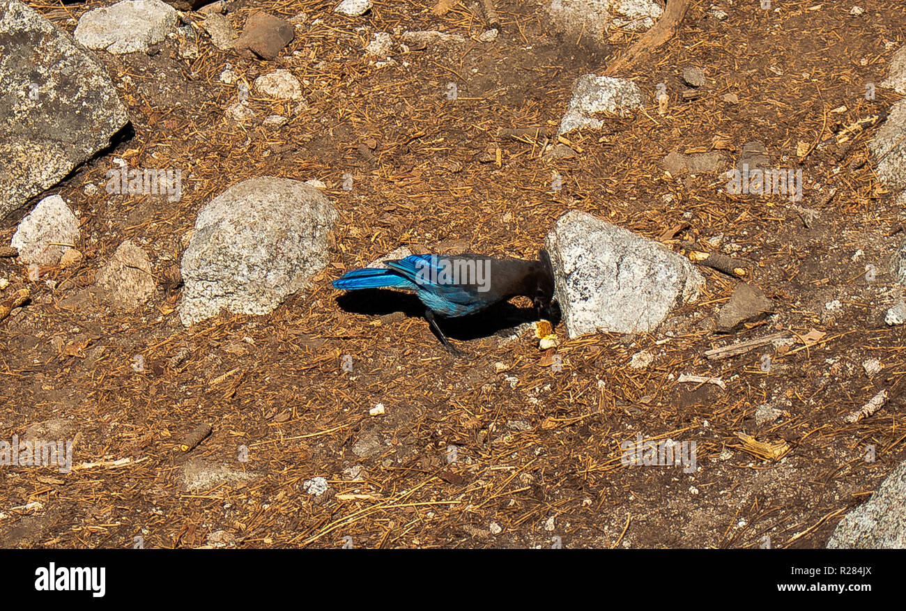 This is a side view picture of a blue bird with a piece of bread in its ...