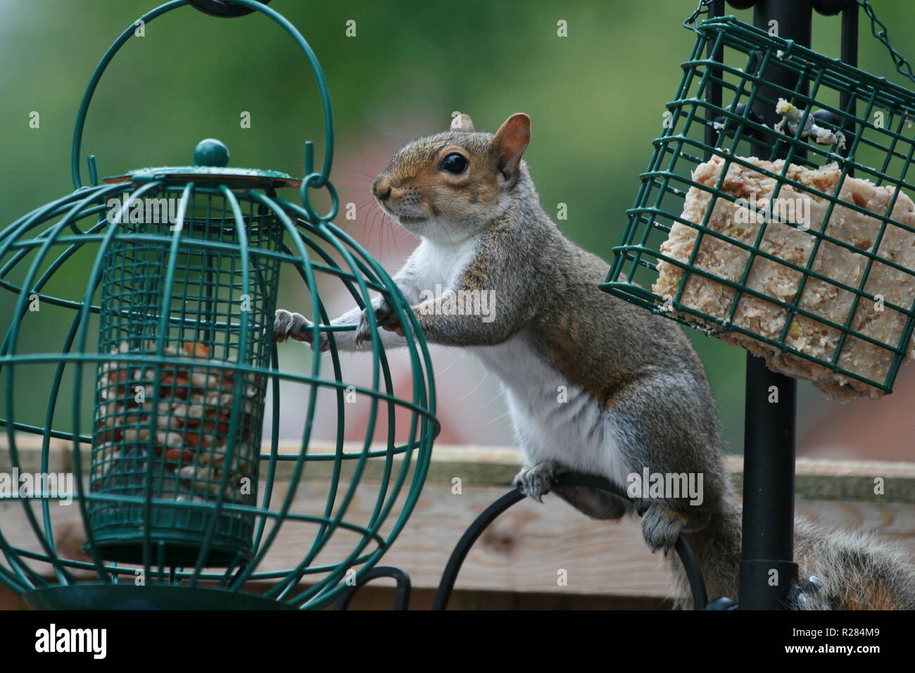 Squirrel stealing bird food, again Stock Photo - Alamy