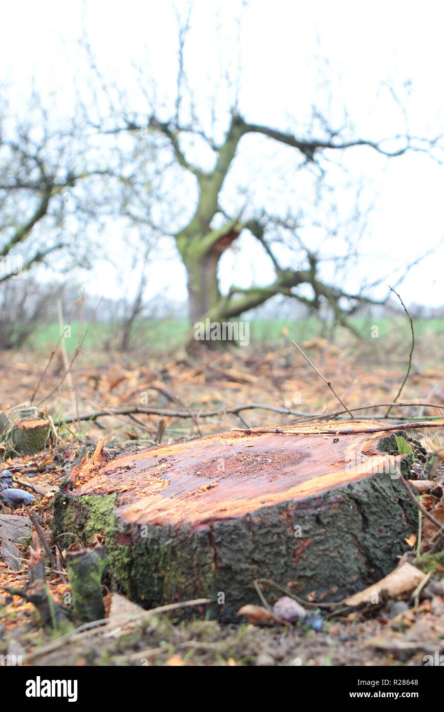 Falkenhain, Germany. 13th Nov, 2018. A tree stump of a plum tree and ...