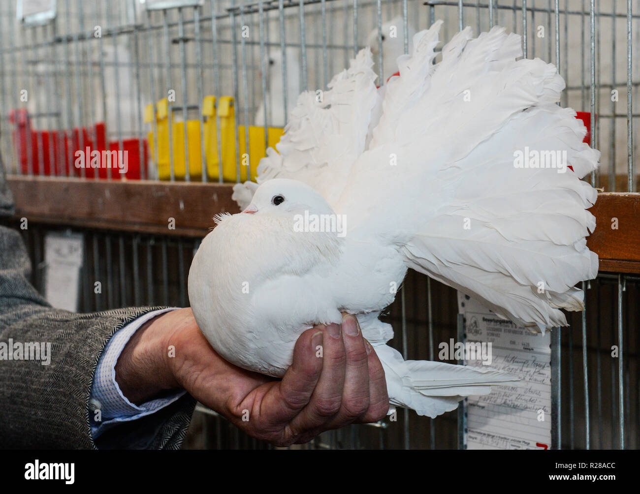 Brandenburg, Germany. 17th Nov, 2018. A white wedding pigeon, called a ...