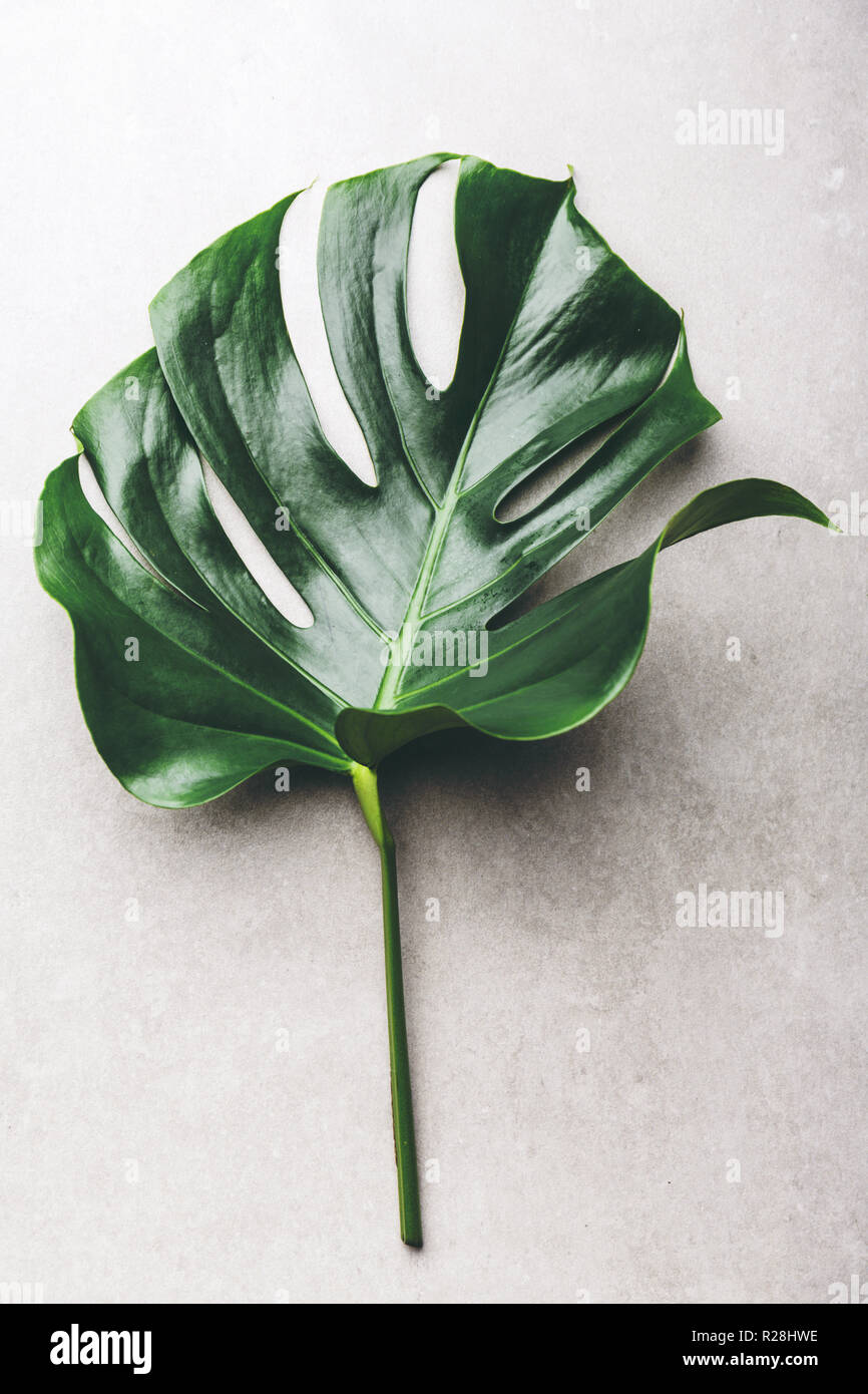 Monstera leaf on grey concrete background. View from above. Monstera ...