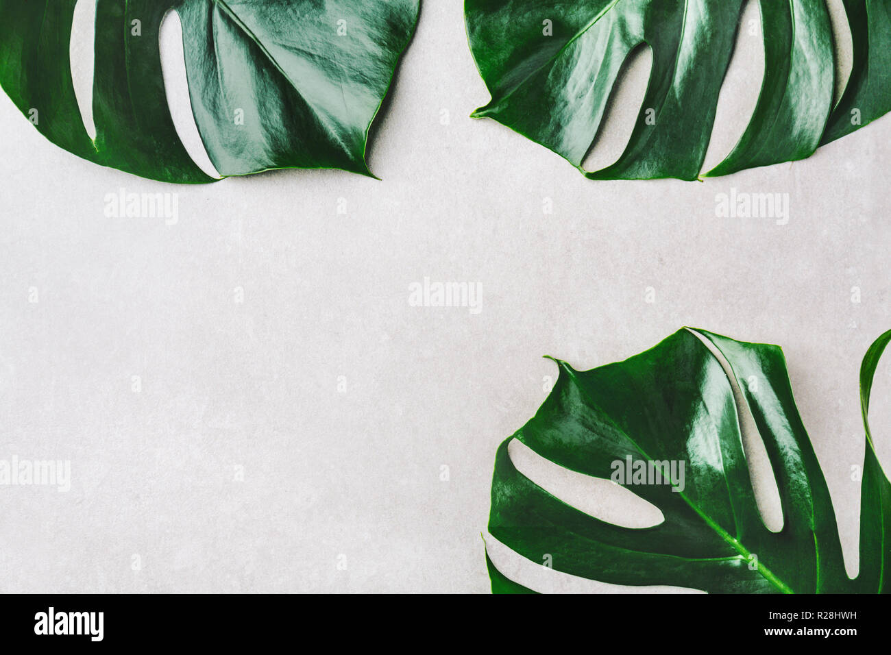 Monstera leaves on grey concrete background. View from above. Monstera ...