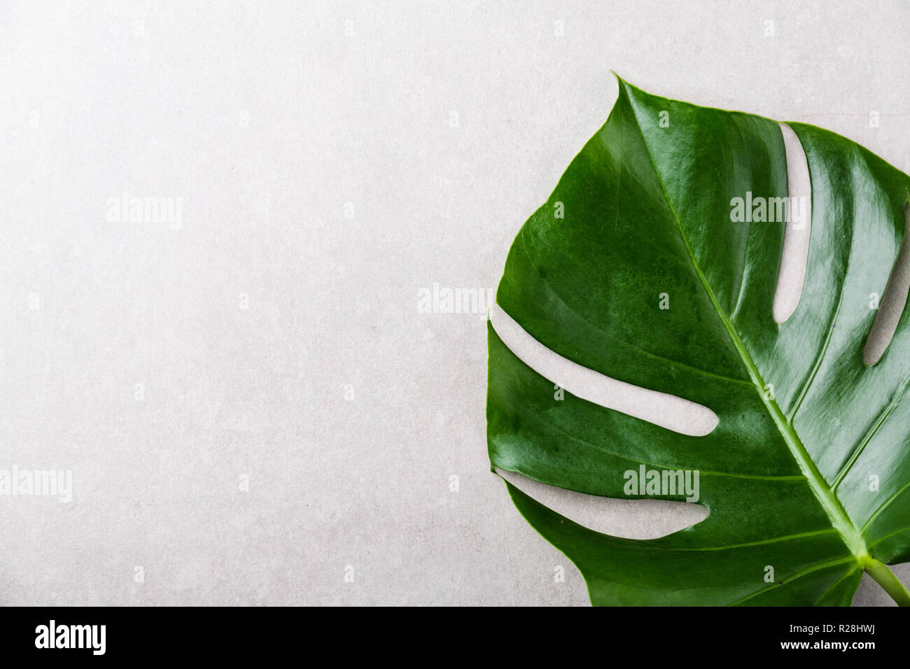 Monstera leaf on grey concrete background. View from above. Monstera ...