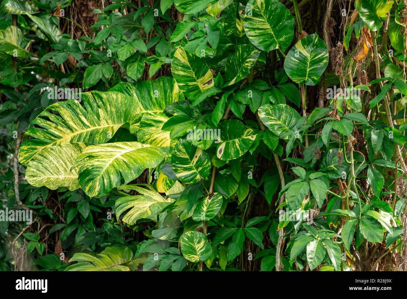 Devils ivy epipremnum aureum hi-res stock photography and images - Alamy