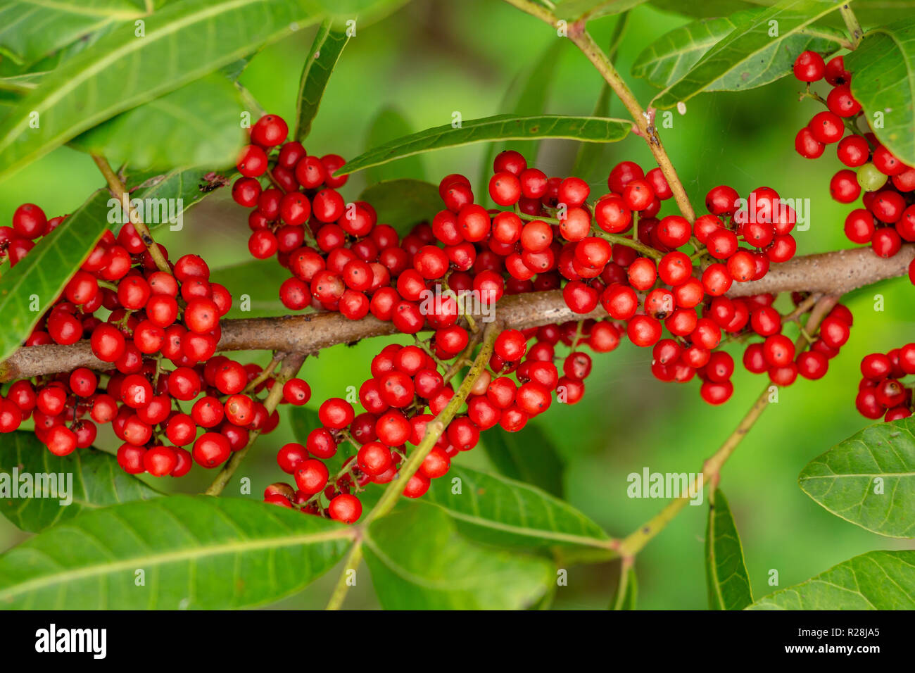 Florida invasive plant hi-res stock photography and images - Alamy