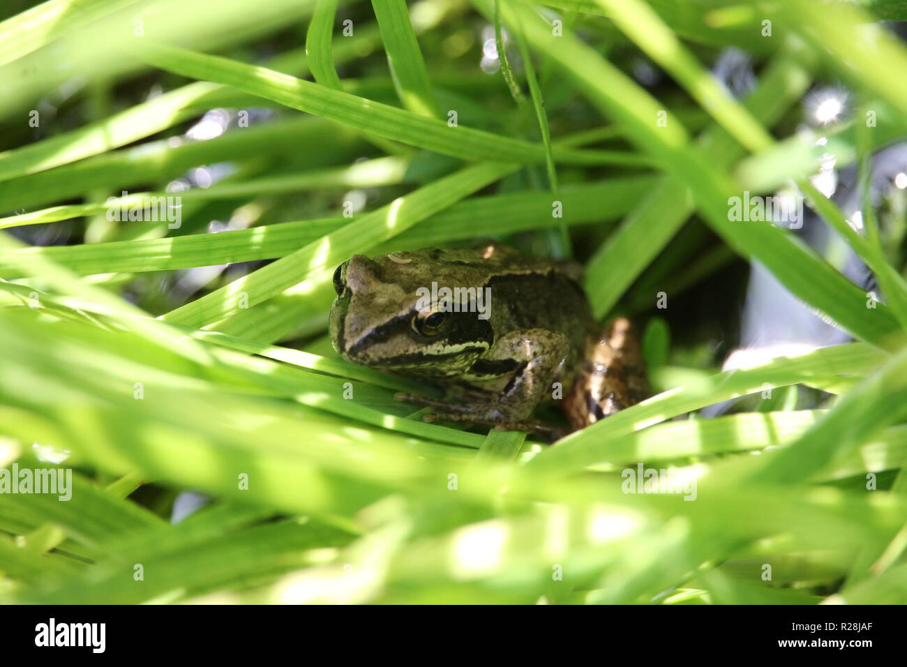 Carnivorous group hi-res stock photography and images - Alamy