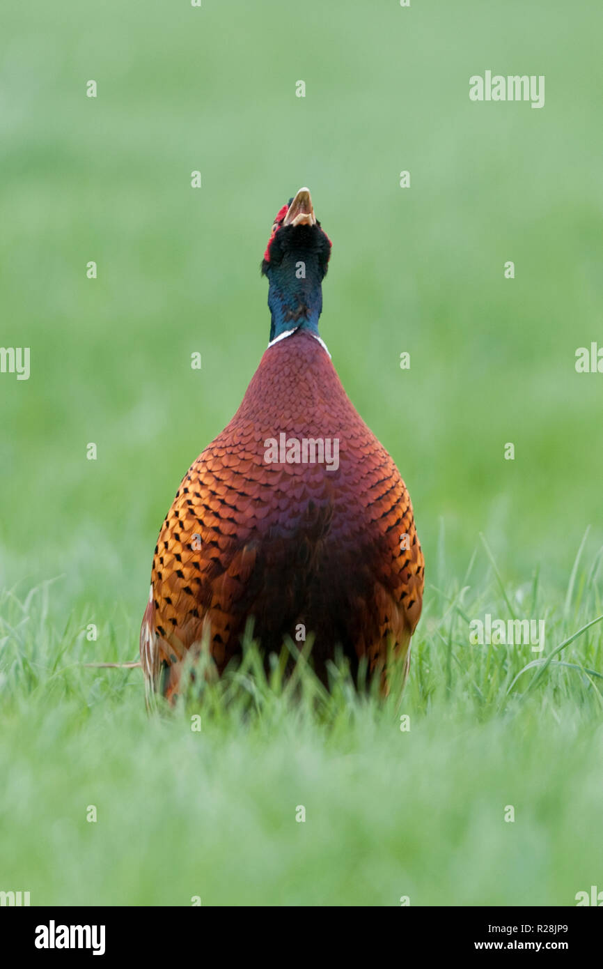 male common pheasant front on head raised backwards calling derbyshire ...