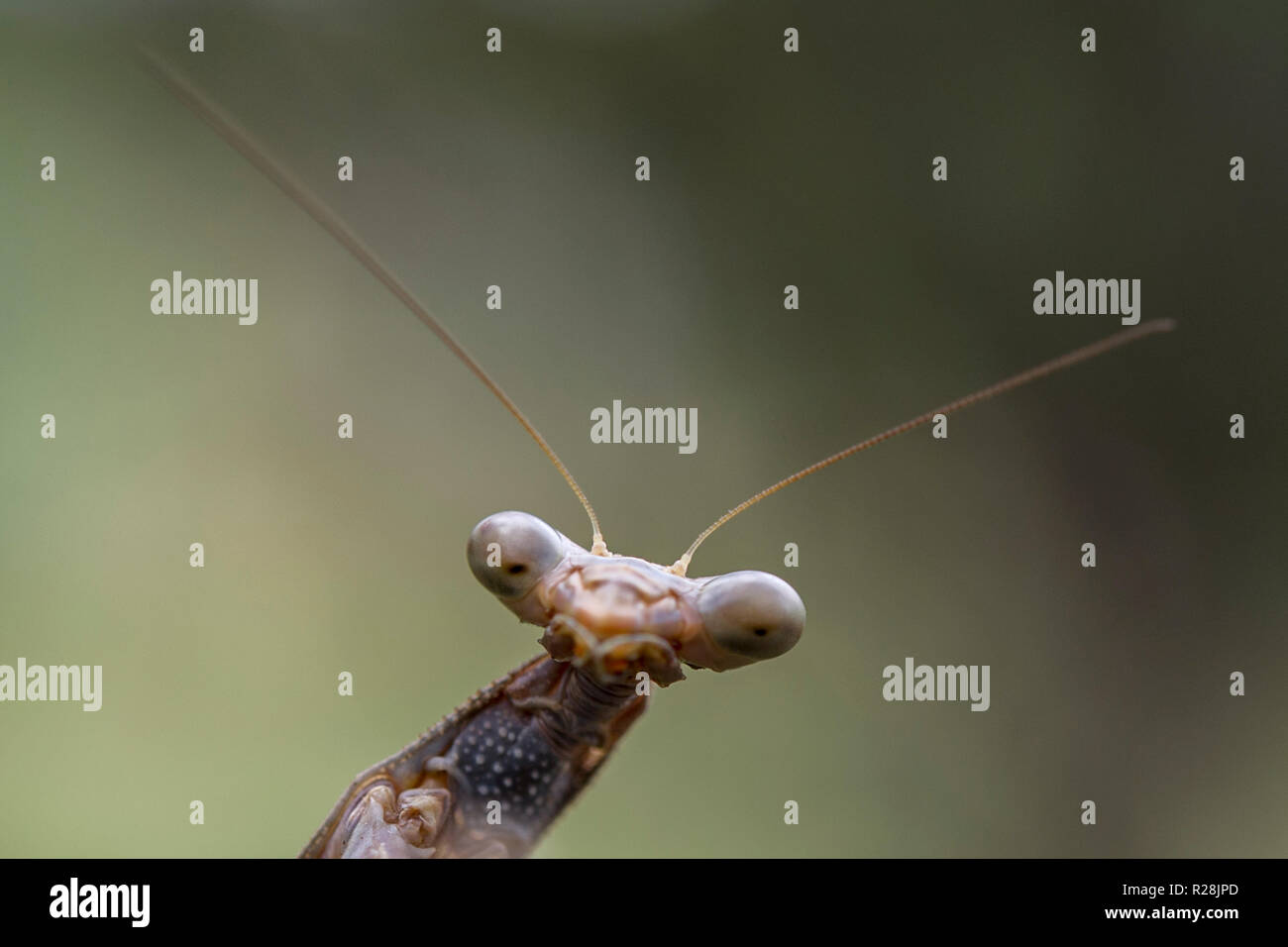 praying mantis portrait avon valley western australia Stock Photo - Alamy