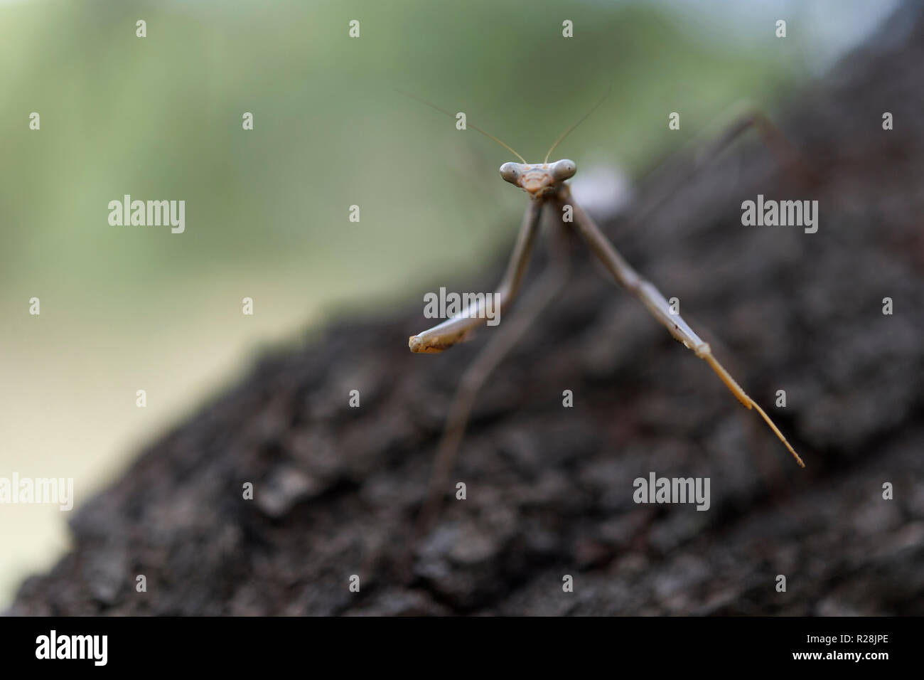 praying mantis standing on back legs facing camera avon valley western ...