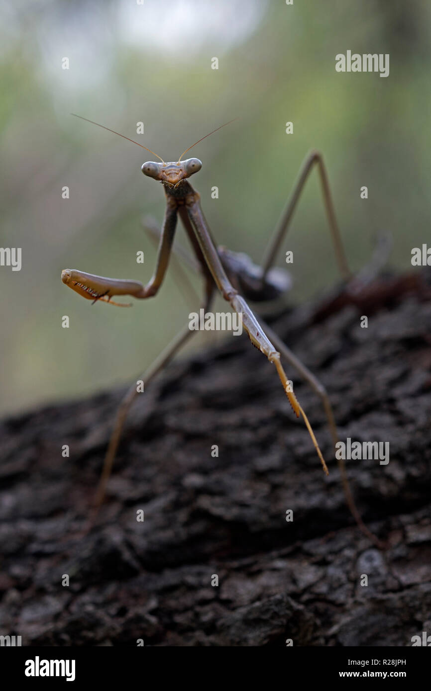 praying mantis standing on back legs facing camera avon valley western ...