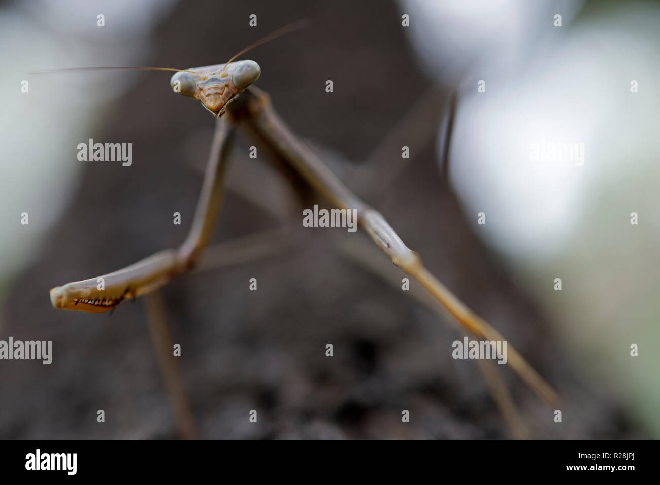 praying mantis standing on back legs facing camera avon valley western ...