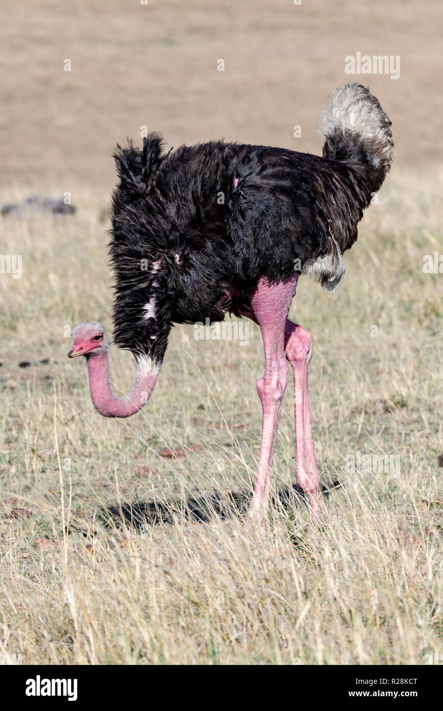 Common ostrich with pink legs hi-res stock photography and images - Alamy