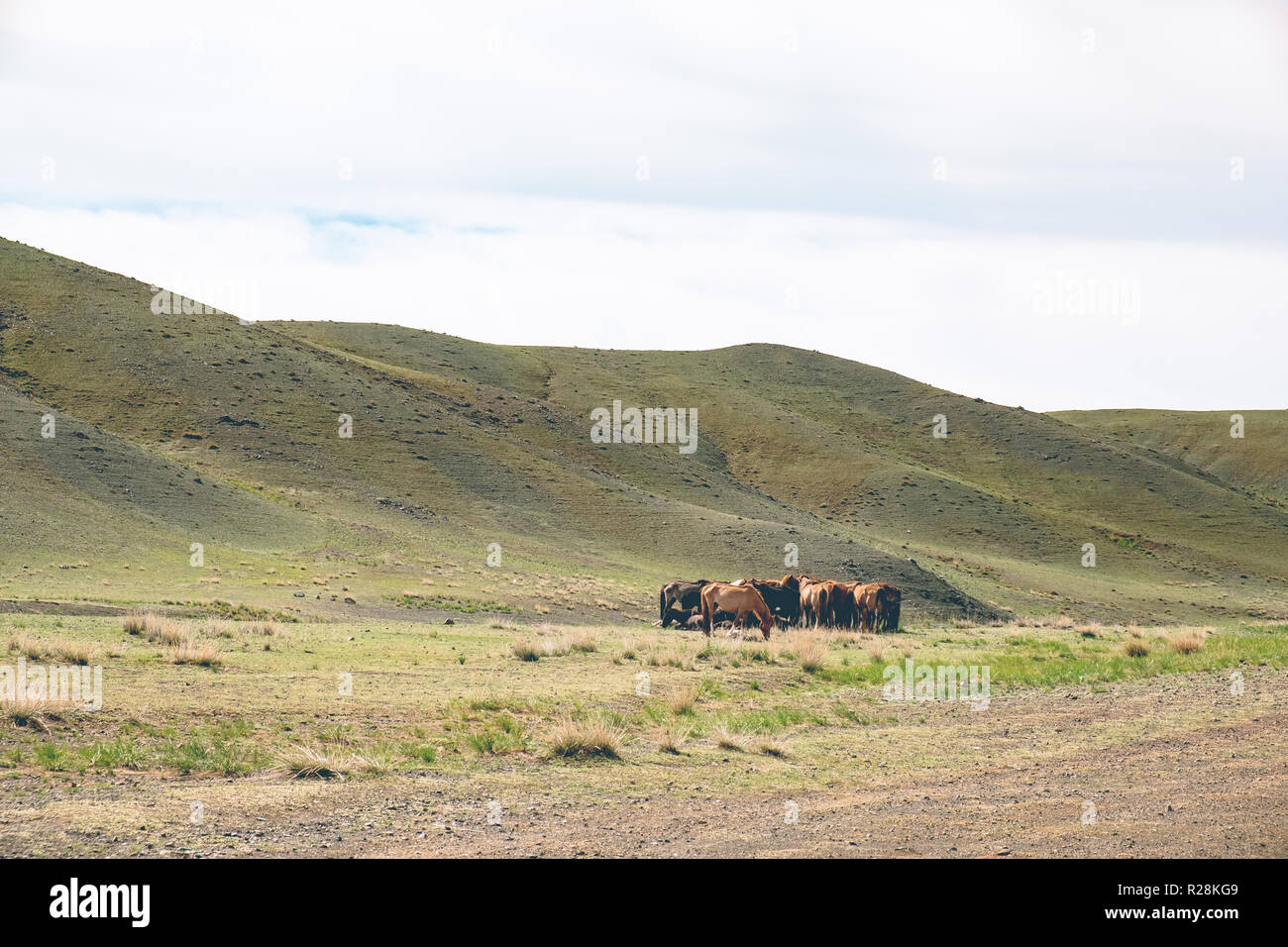 Semi arid desert biome hi-res stock photography and images - Alamy