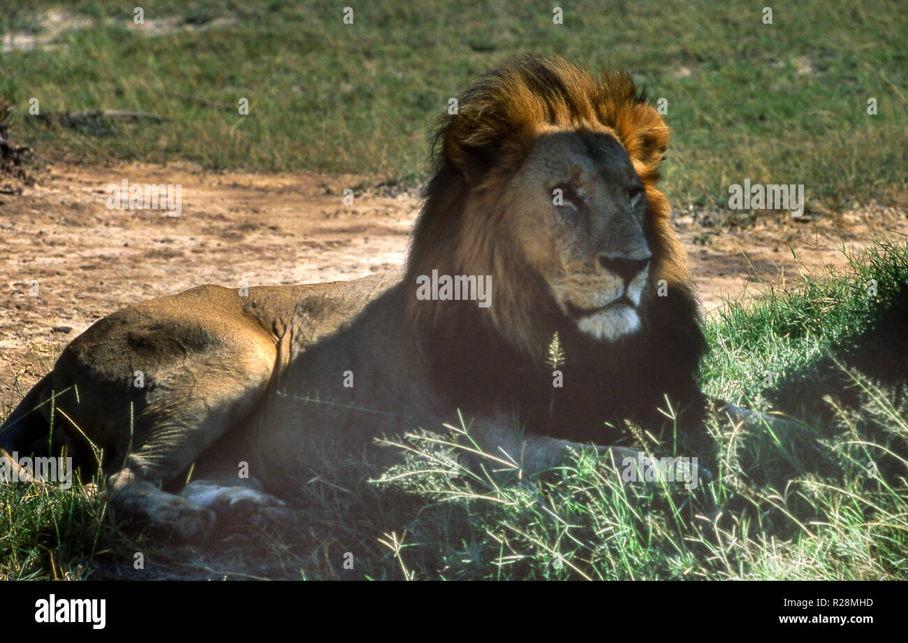 Lion (Panthera leo), Moremi Wildlife Reserve, Ngamiland, Botswana ...