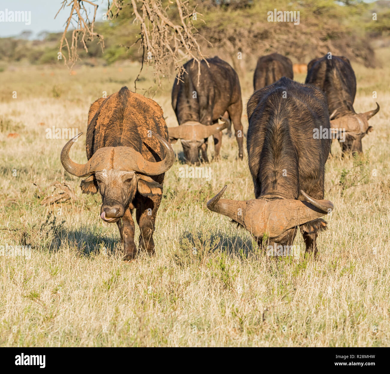 Portrait of a Cape Buffalo bull in Southern African savanna Stock Photo ...