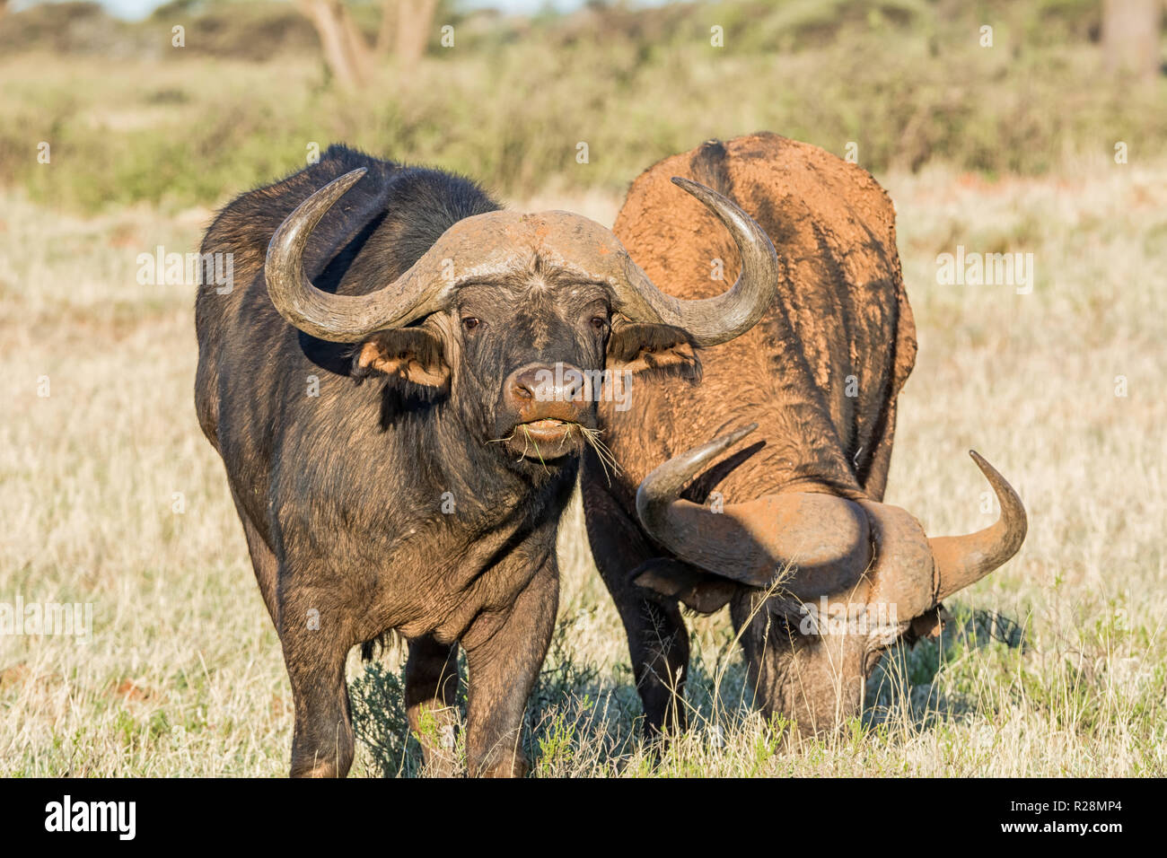 Portrait of a Cape Buffalo bull in Southern African savanna Stock Photo ...
