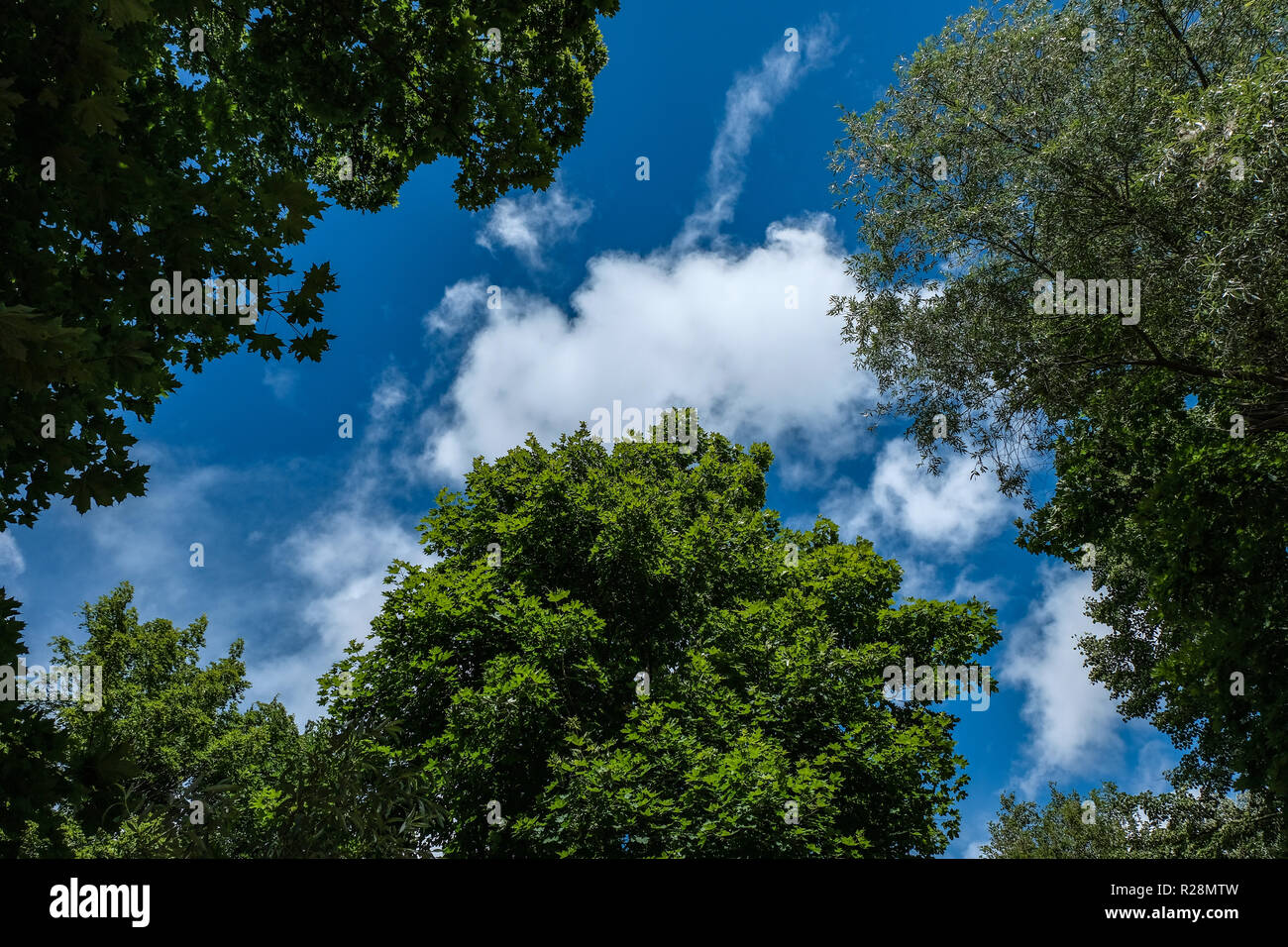 large trees agains blue sky, view from below. green foliage and leaves ...