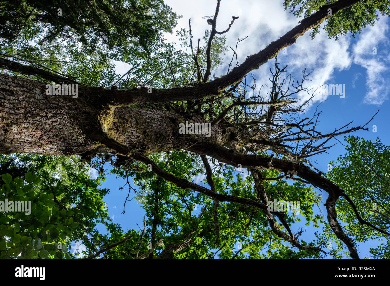 large trees agains blue sky, view from below. green foliage and leaves ...