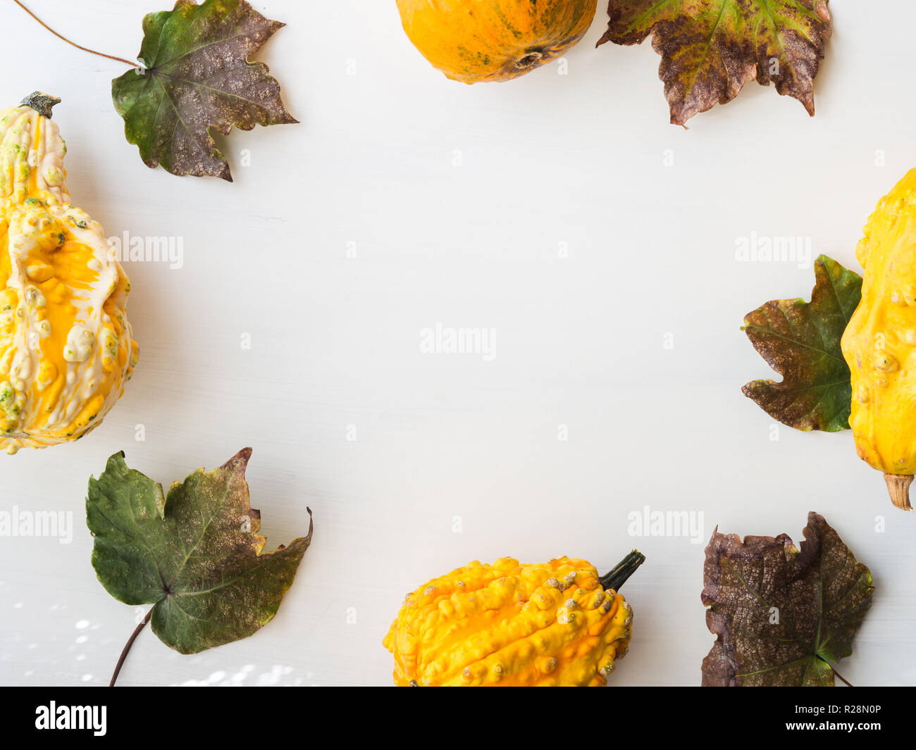Autumn squash and leaves white thanksgiving background Stock Photo - Alamy