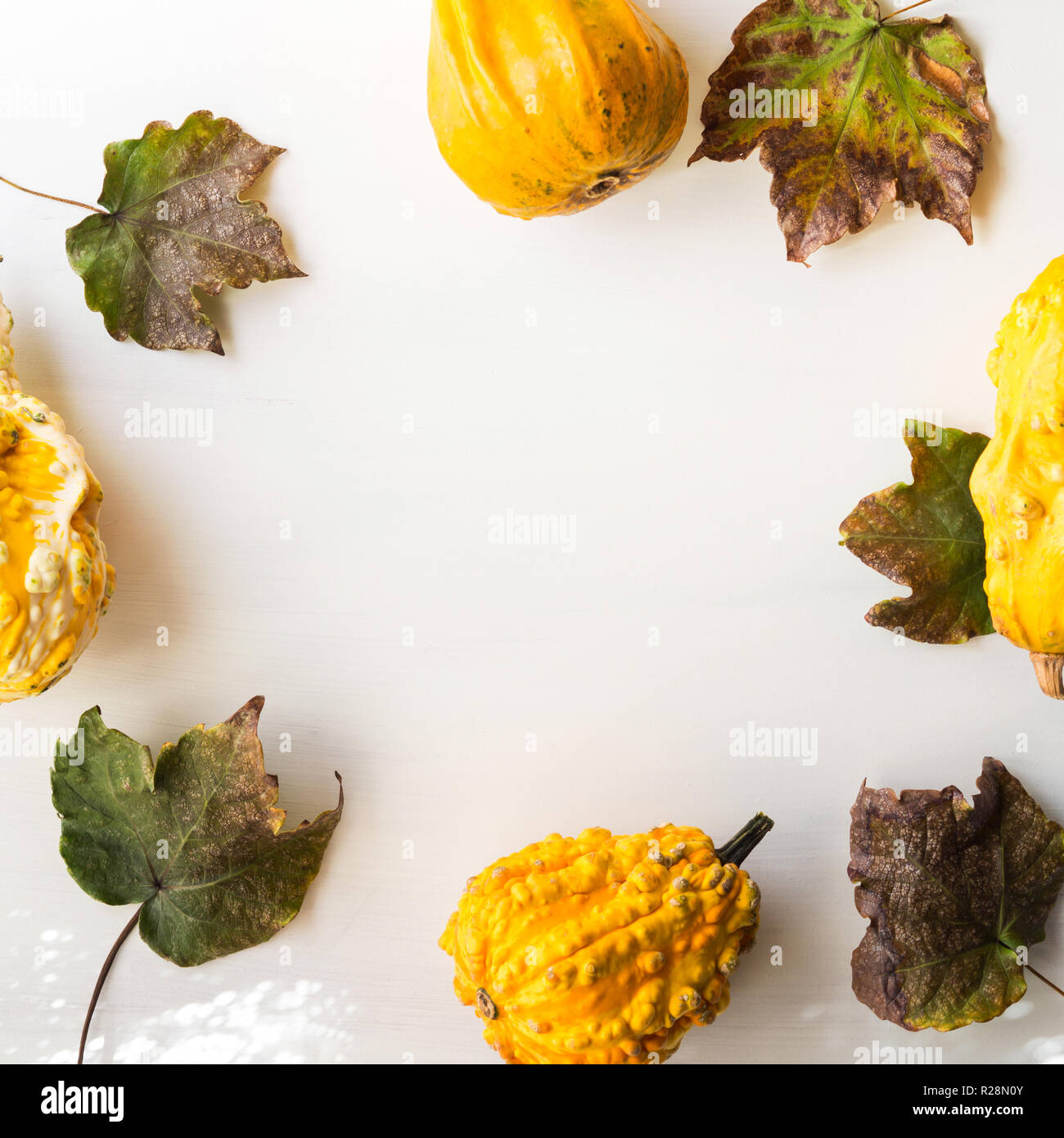 Autumn squash and leaves white thanksgiving background Stock Photo - Alamy