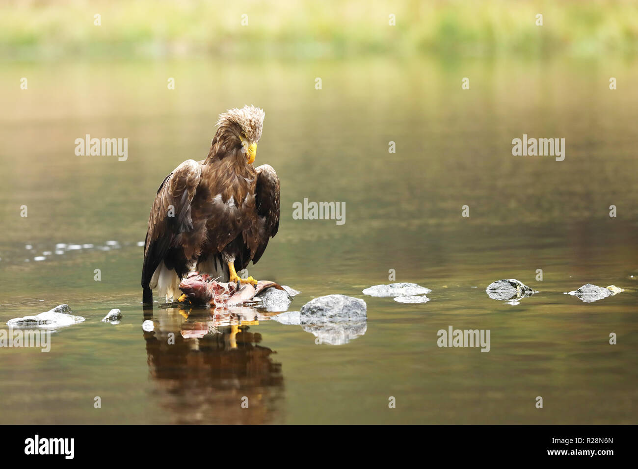 White-tailed sea-eagle - This impressive bird is the largest European ...