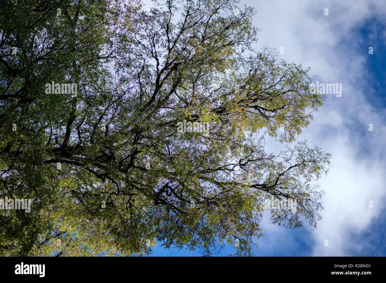 large trees agains blue sky, view from below. green foliage and leaves ...