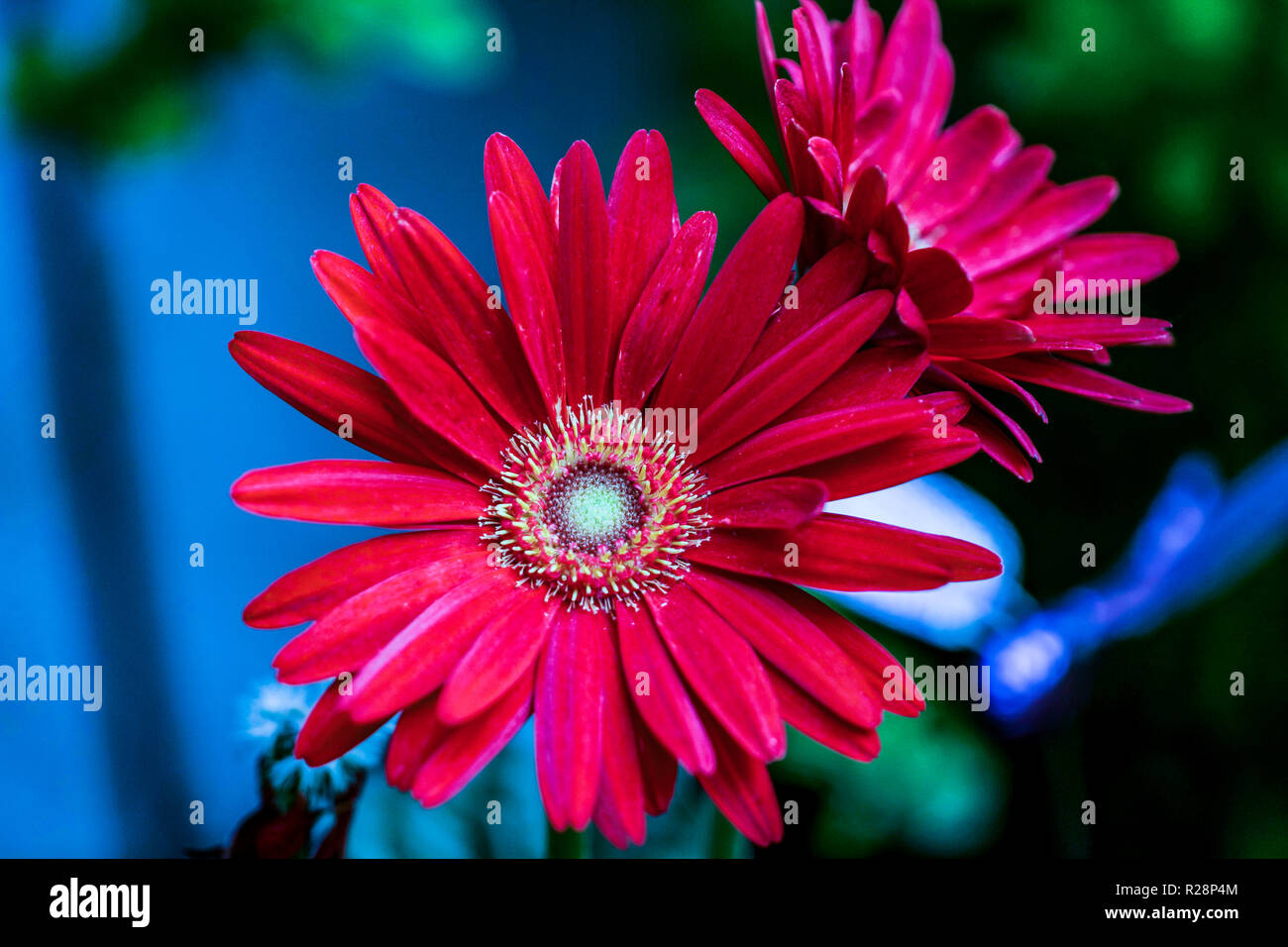 Gerbera jamesonii is a species of flowering plant in the genus Gerbera ...