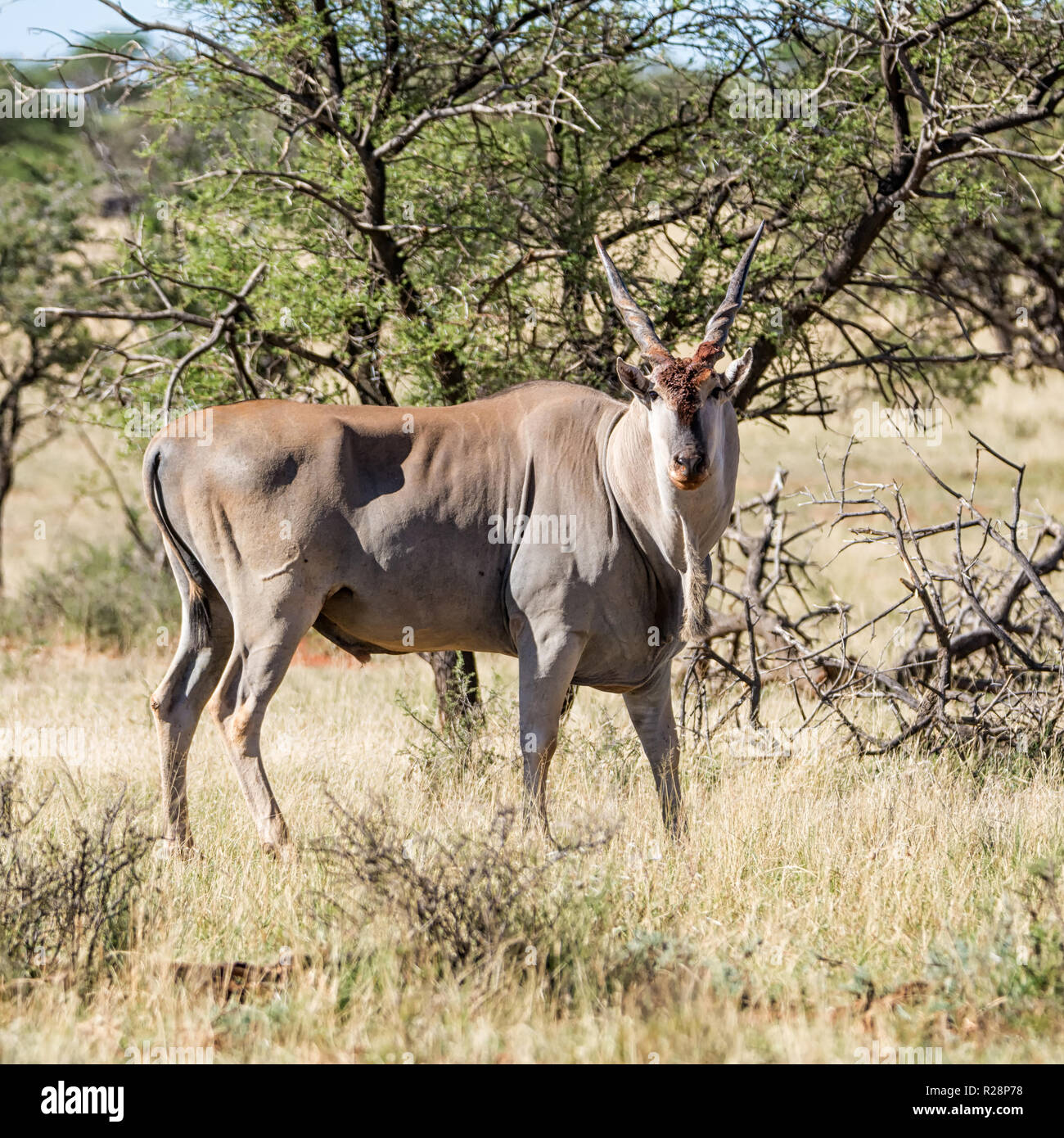 Portrait eland bull hi-res stock photography and images - Alamy