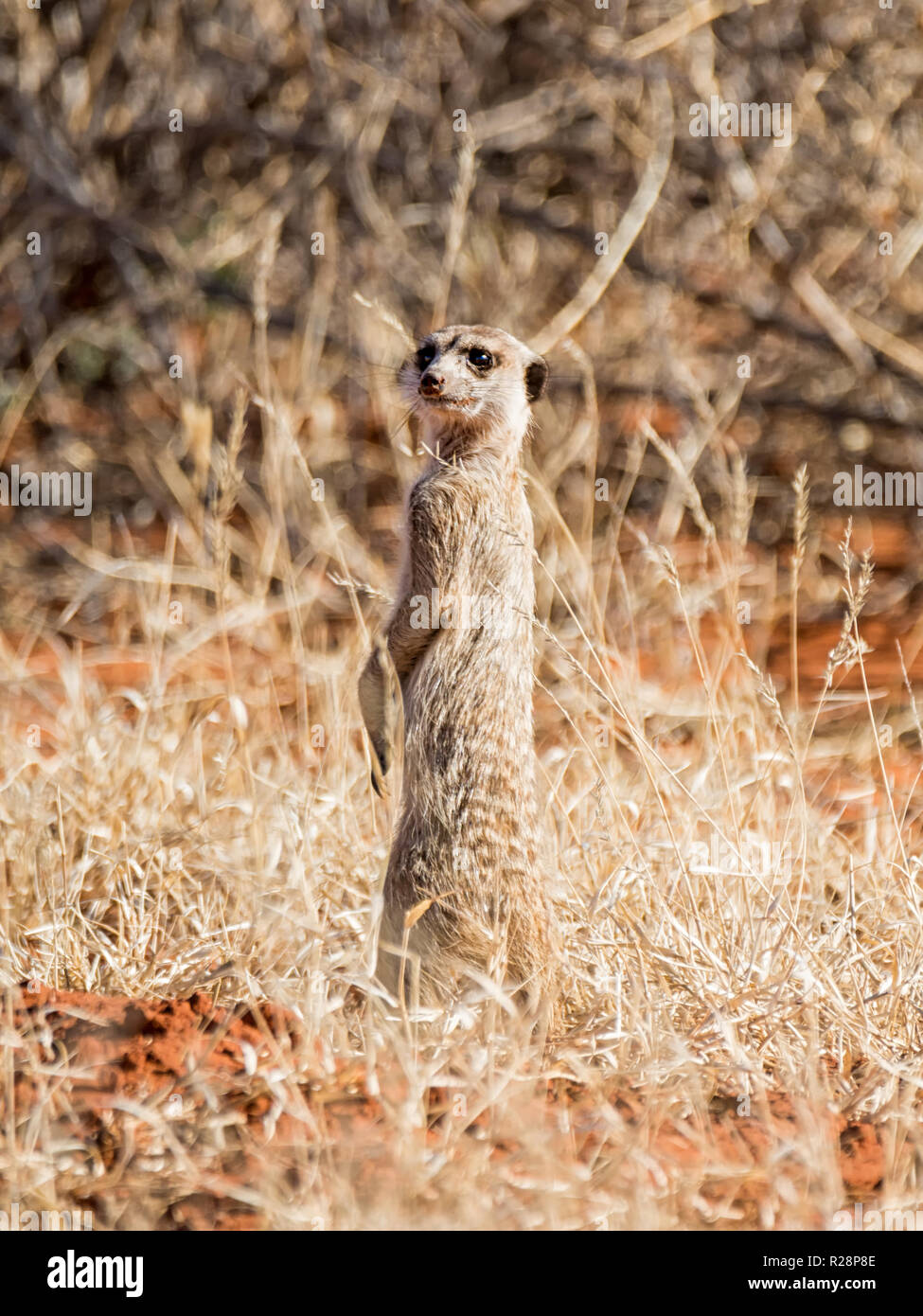 A Meerkat on sentry in Southern African savanna Stock Photo - Alamy