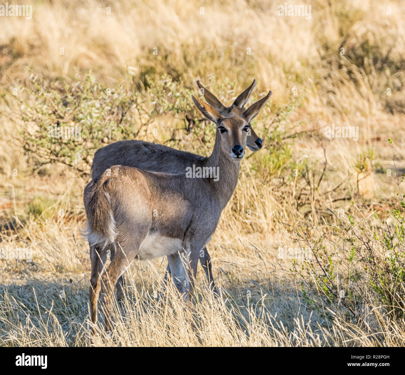 Mountain reedbuck redunca fulvorufula hi-res stock photography and ...