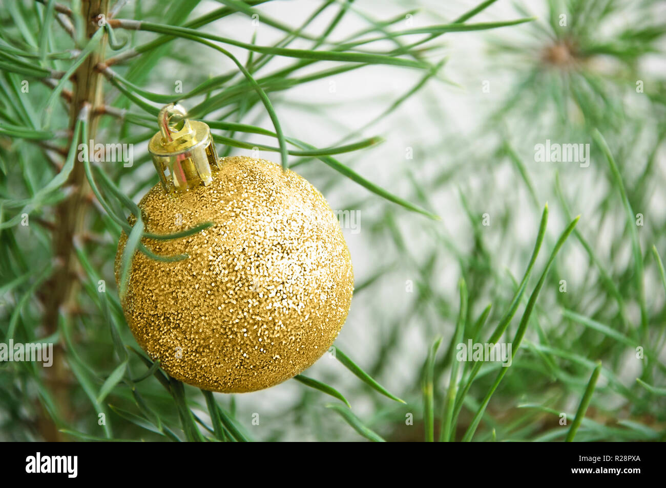 Christmas golden ball on spruce. Close-up Stock Photo - Alamy