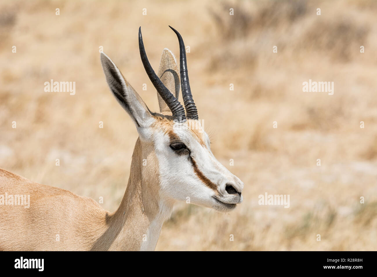 Portrait of a Springbok antelope in Namibian savanna Stock Photo - Alamy