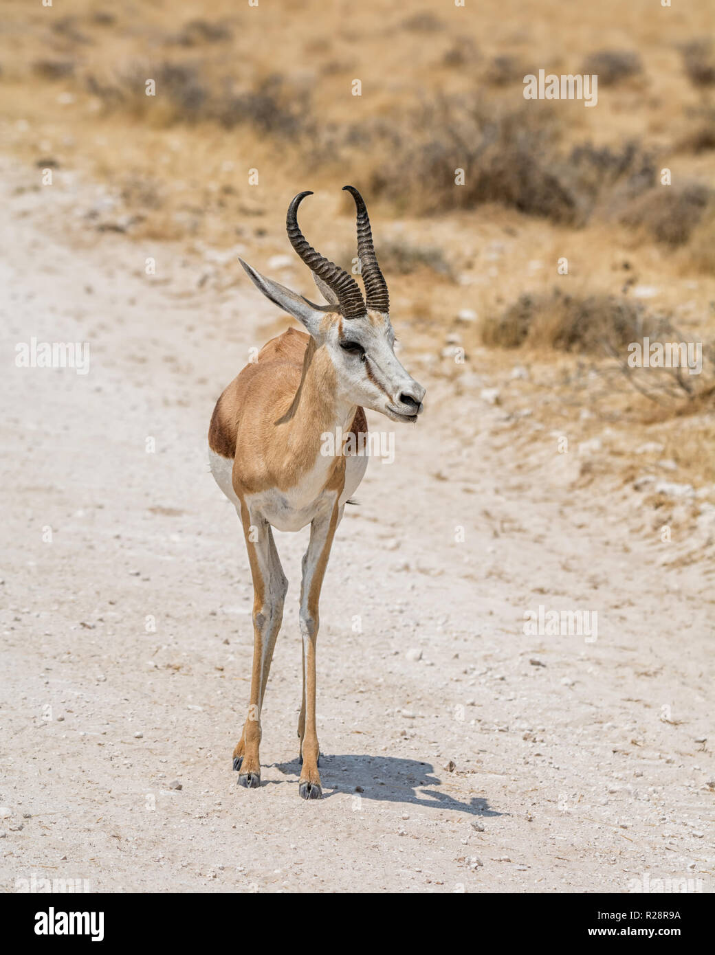 Portrait of a Springbok antelope in Namibian savanna Stock Photo - Alamy