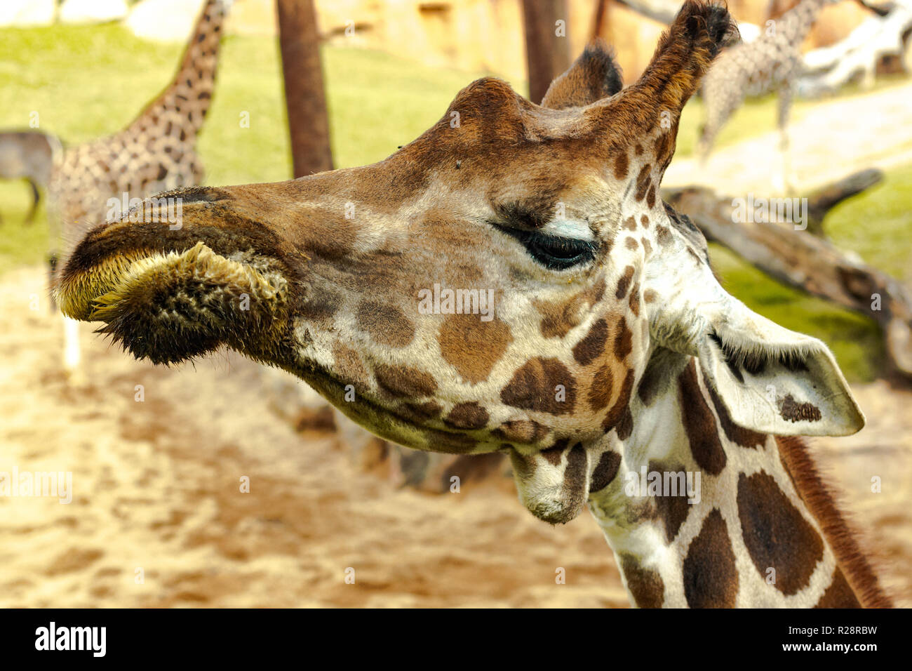 African giraffe. Masticating grass. Herd of giraffes Stock Photo - Alamy