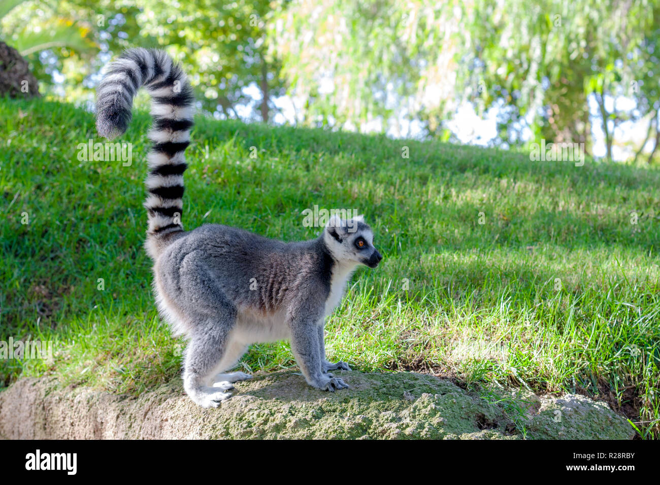 Side view of a posing ring tailed Maki Catta lemur, with big orange ...