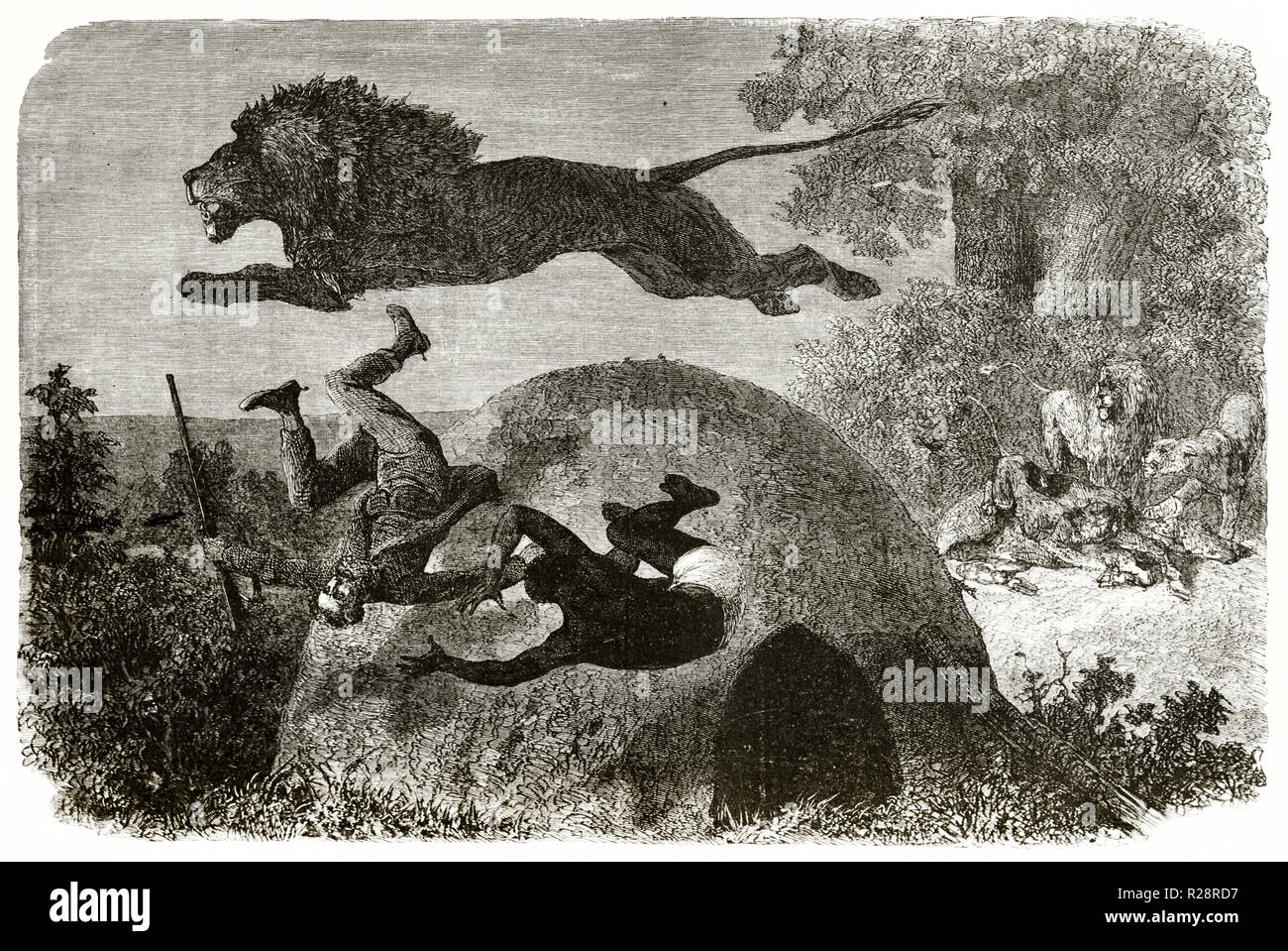 Jumping of the lion hi-res stock photography and images - Alamy