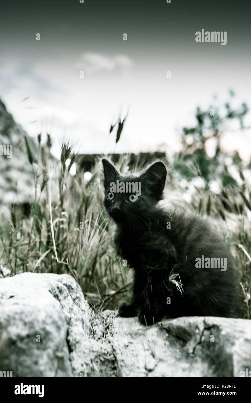 A small, friendly and very playful family of cats and kittens on this ...