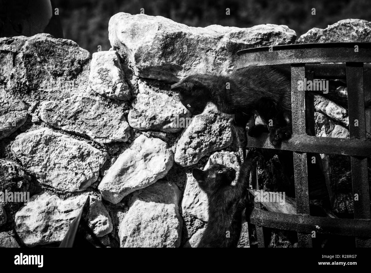 A small, friendly and very playful family of cats and kittens on this ...