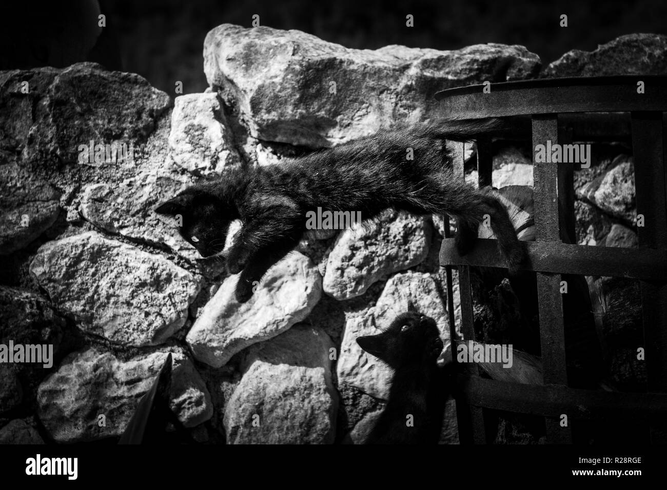 A small, friendly and very playful family of cats and kittens on this ...