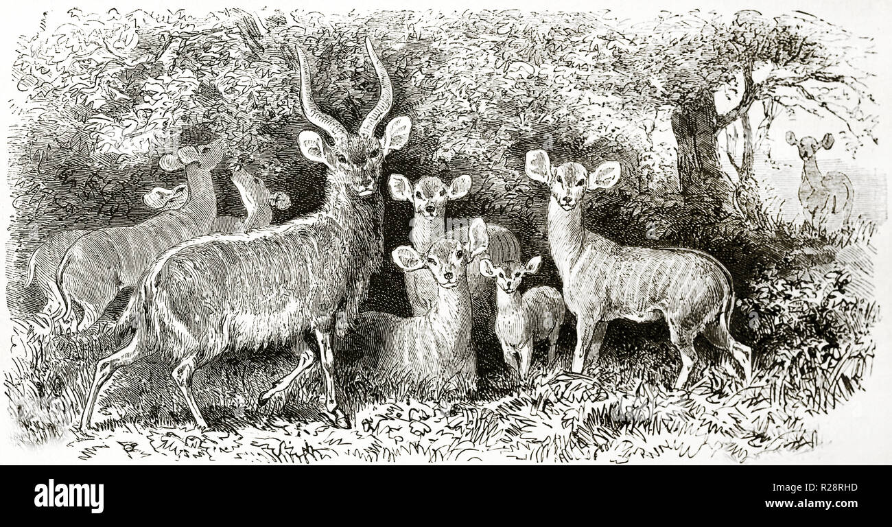 Nyala engraving hi-res stock photography and images - Alamy
