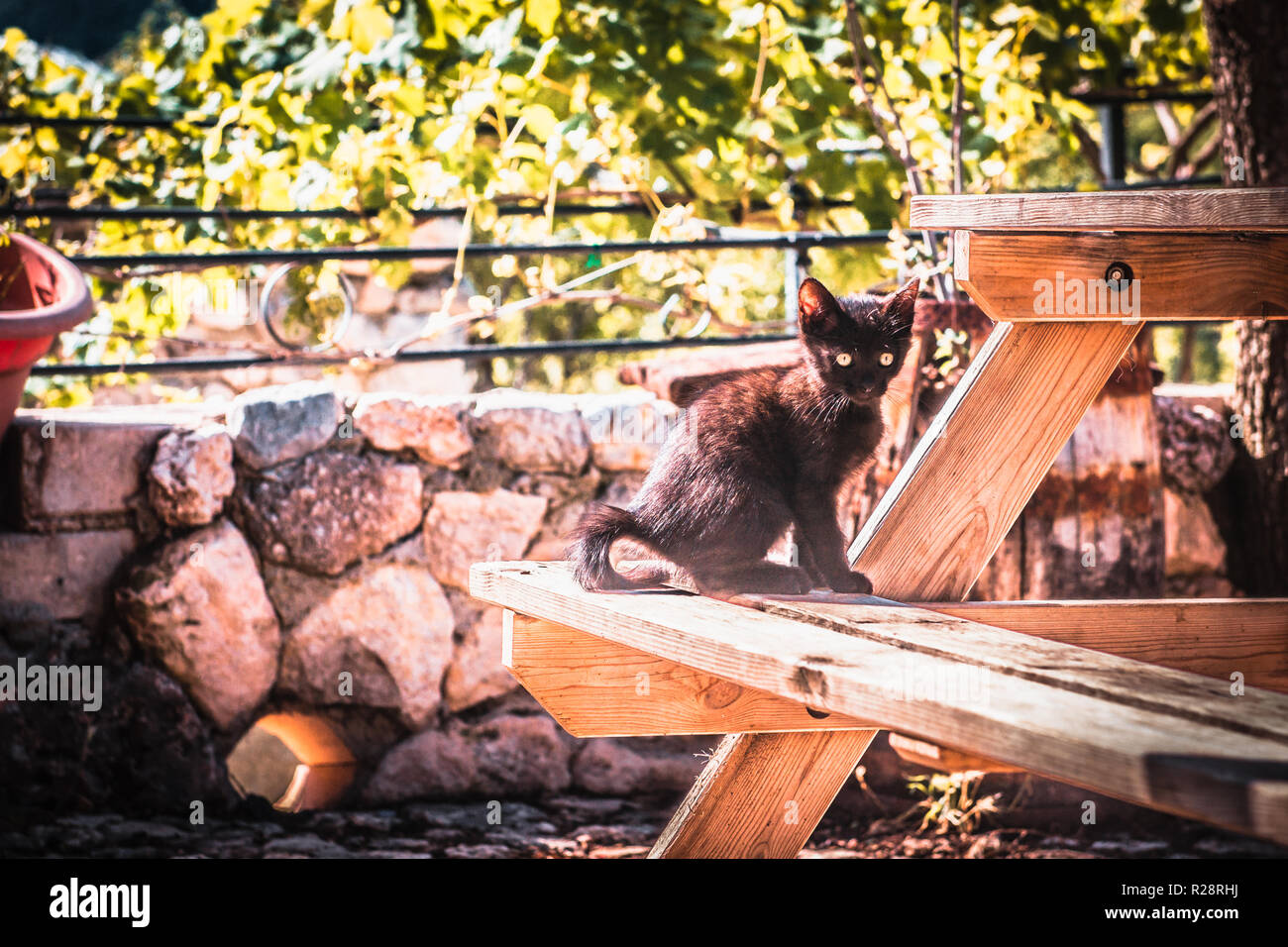 A small, friendly and very playful family of cats and kittens on this ...