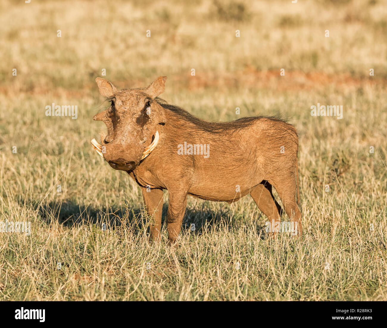 Portrait of a Warthog in Southern African savanna Stock Photo - Alamy
