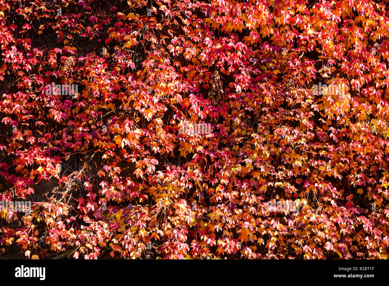 Climbing ivy hi-res stock photography and images - Alamy