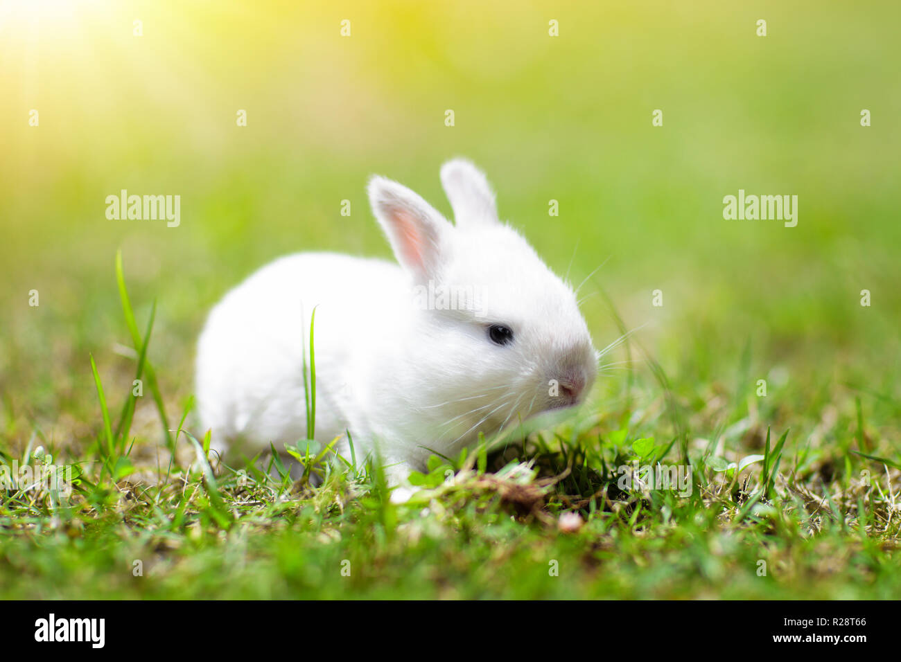 Baby rabbit eating grass outdoor on sunny summer day. Easter bunny in ...