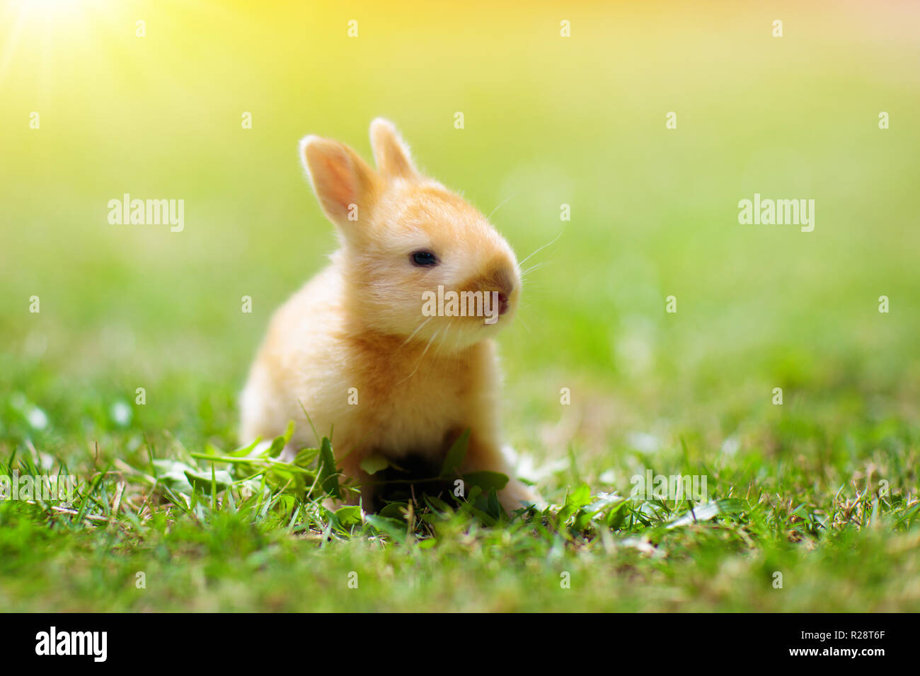 Baby rabbit eating hi-res stock photography and images - Alamy