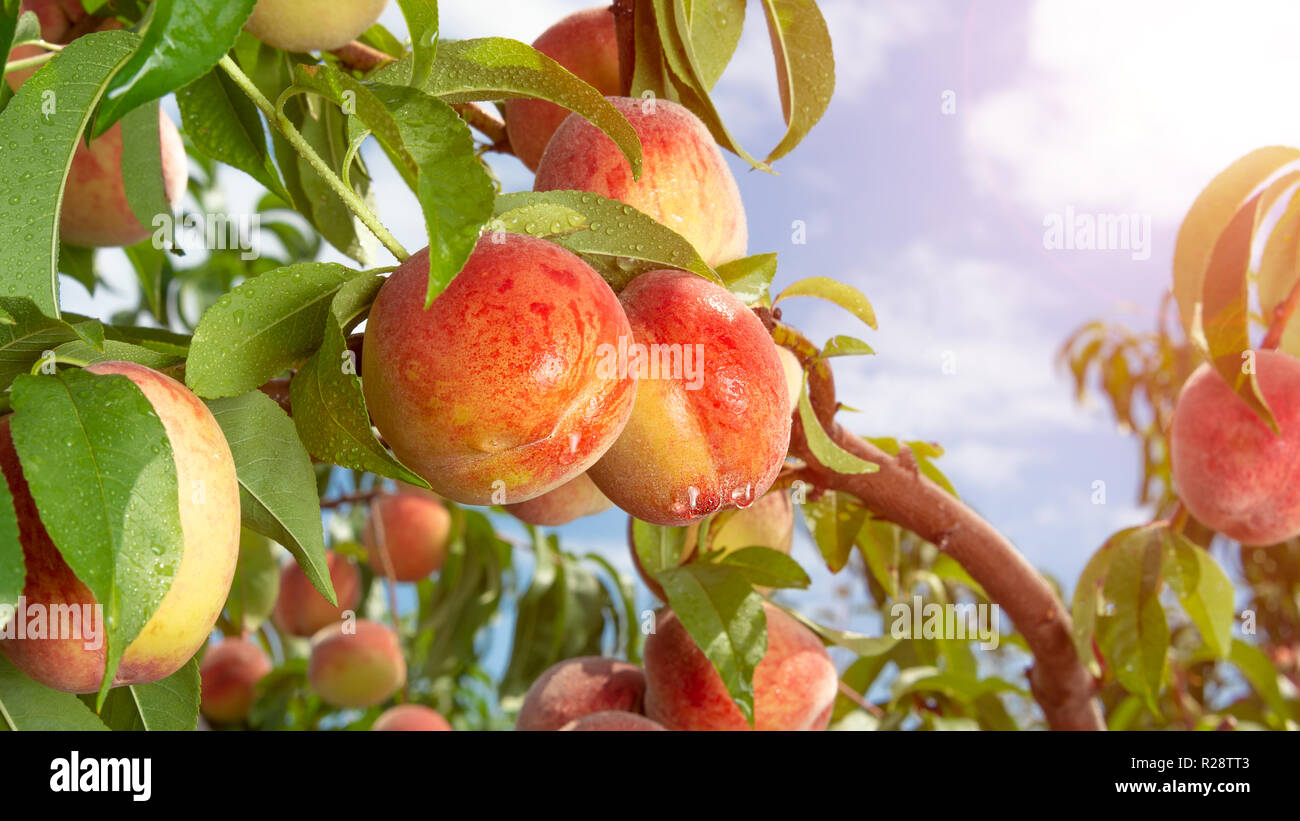 Fresh peach tree closeup with fruits and leaves in the sunshine. Copy ...