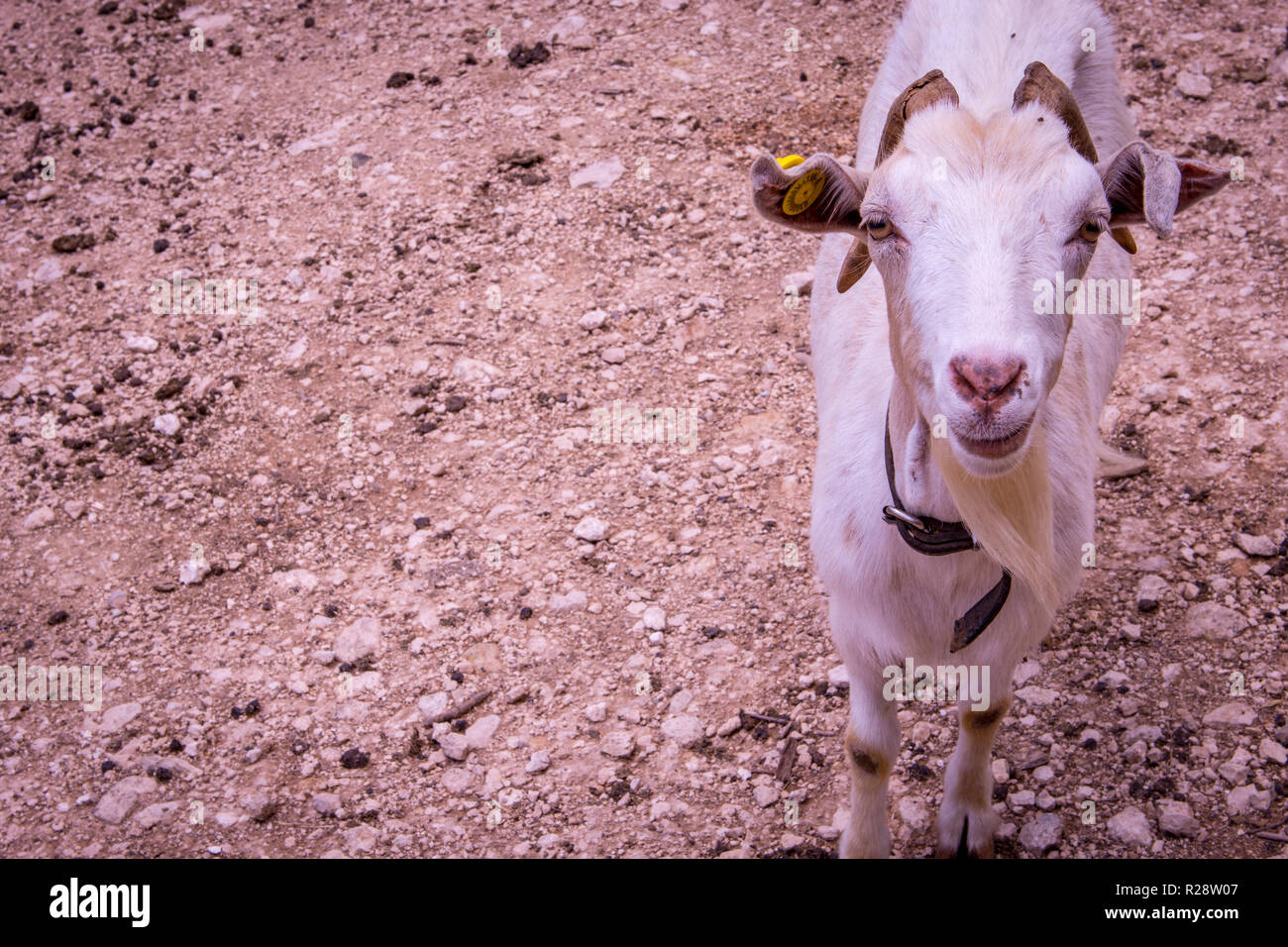 Girgentana goat sicily hi-res stock photography and images - Alamy