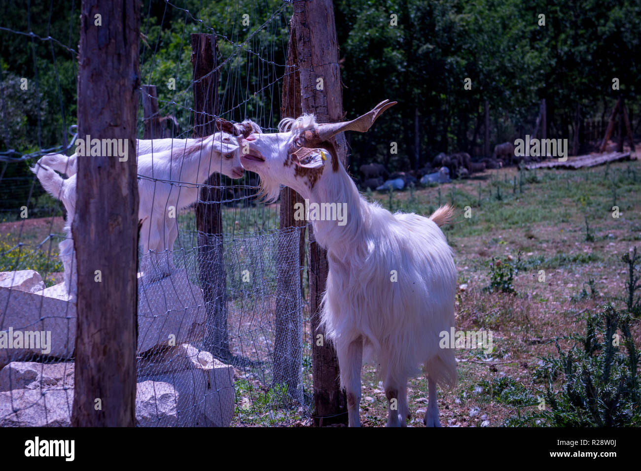 Girgentana goat sicily hi-res stock photography and images - Alamy